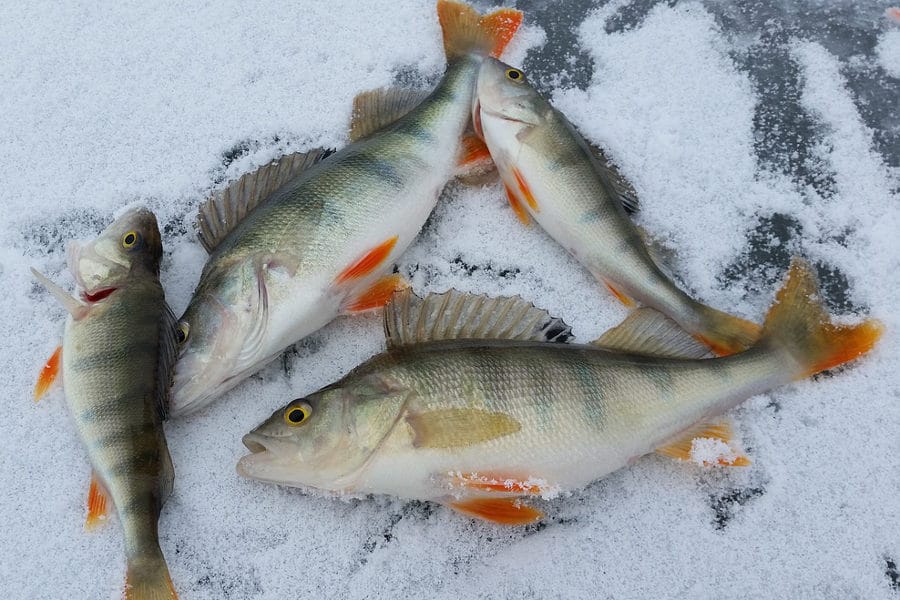 What Is The Best Depth To Ice Fish • Fishing Duo