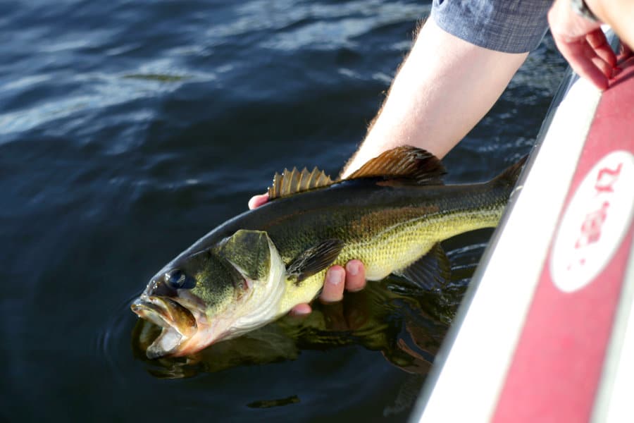 Can You Troll For Largemouth Bass • Fishing Duo