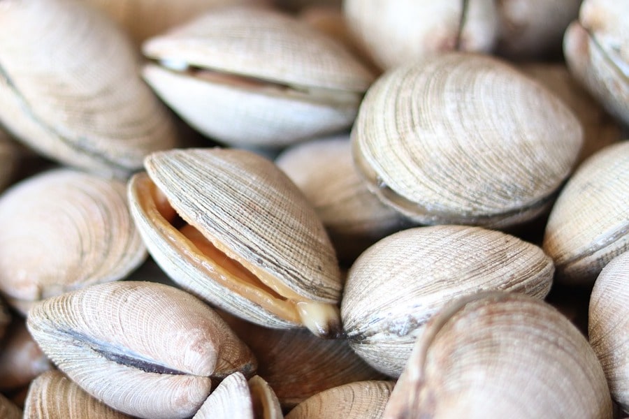 7 Great Beaches for Clamming in the Puget Sound • Fishing Duo