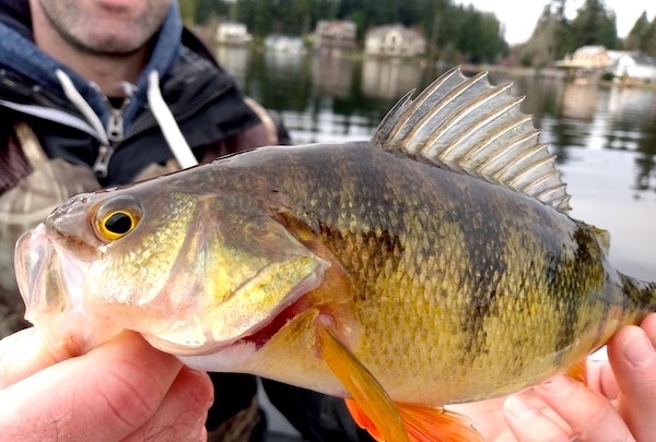 How To Easily Find Yellow Perch On Any Lake • Fishing Duo